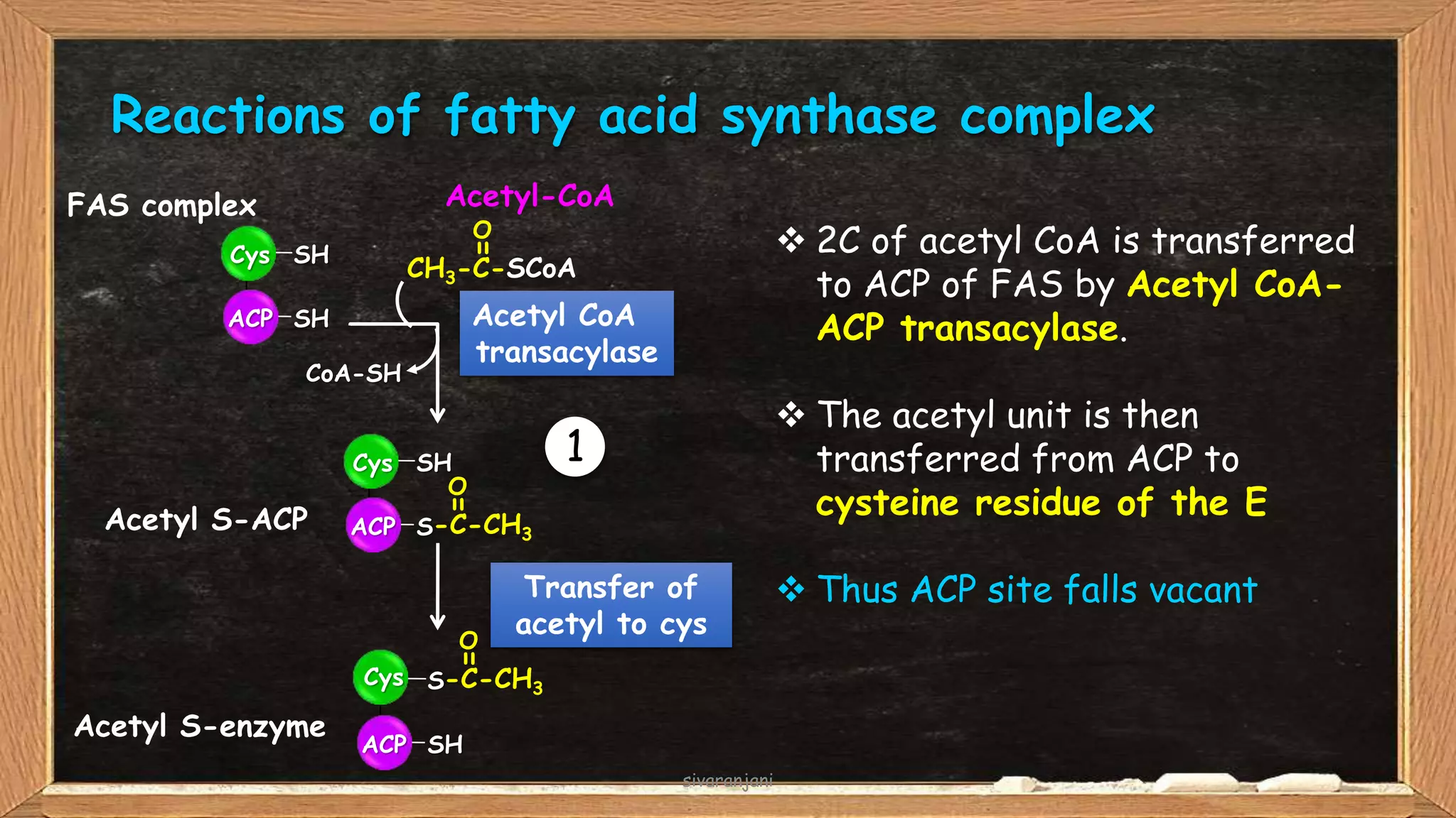 De Novo synthesis of fatty acids | PPSX