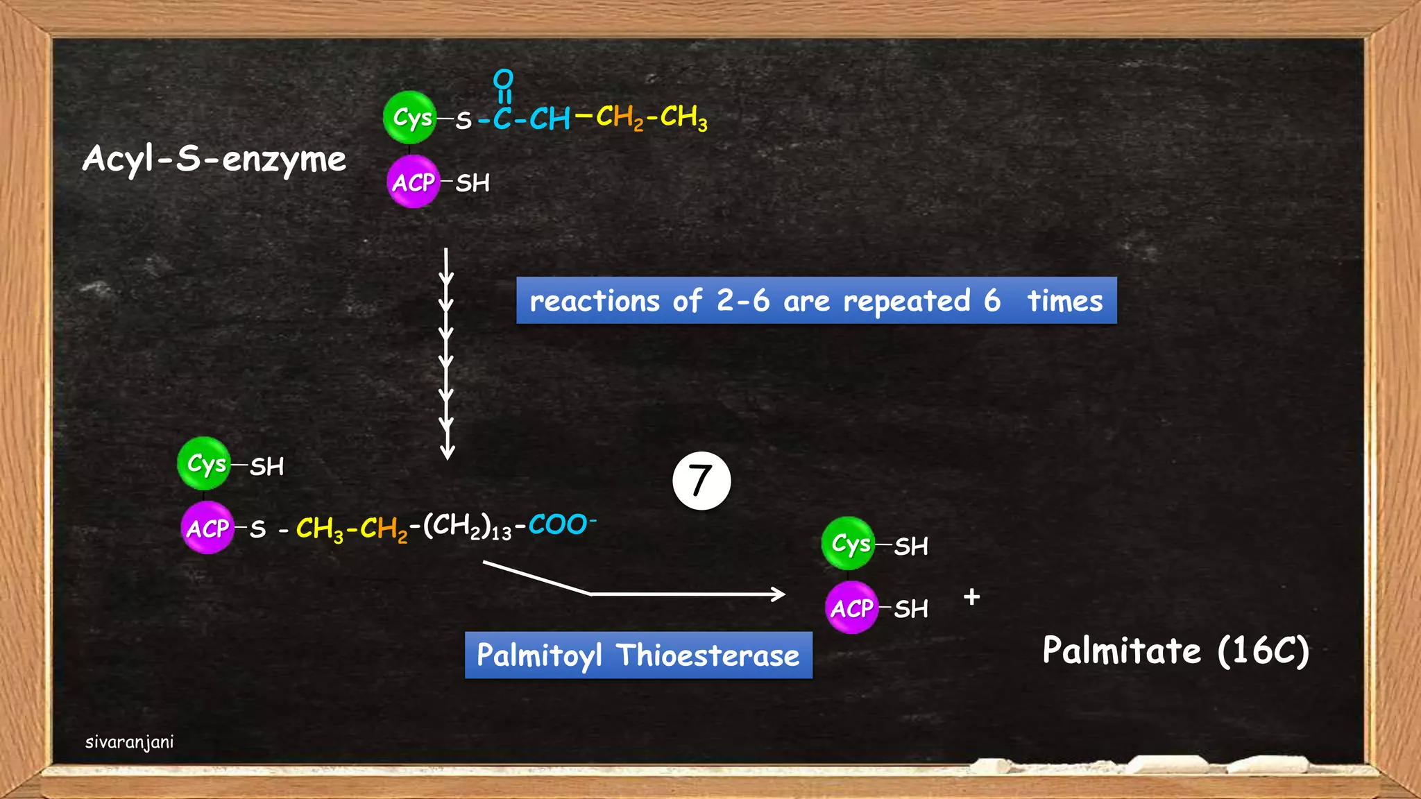 De Novo synthesis of fatty acids | PPSX