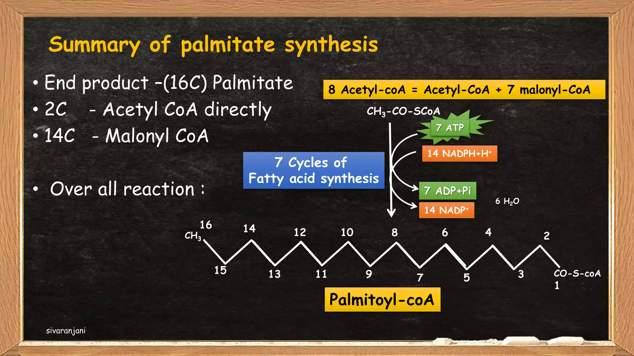 De Novo synthesis of fatty acids | PPSX