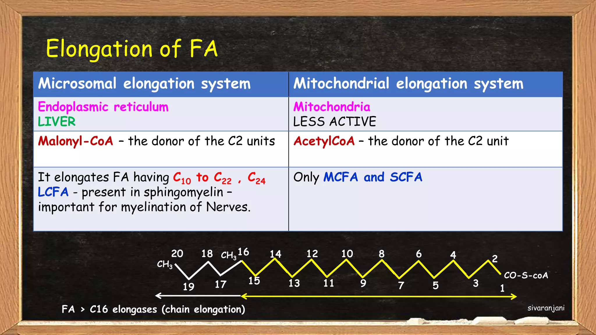De Novo synthesis of fatty acids | PPSX