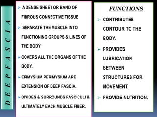 Fascia | PPTX