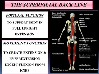 Fascia | PPTX