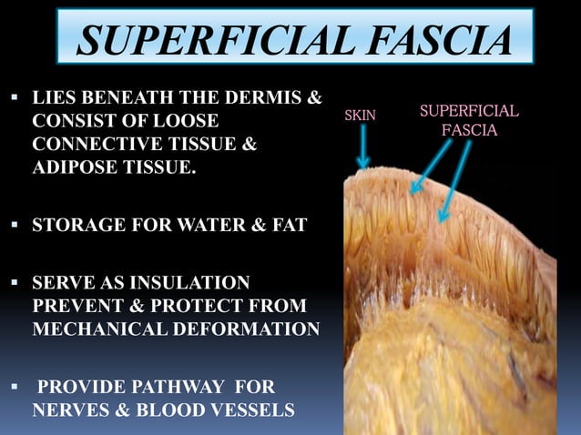 Fascia | PPTX