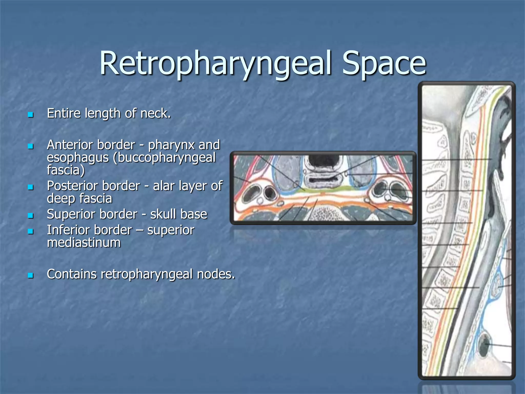fascia.ppt