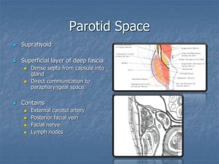 fascia.ppt