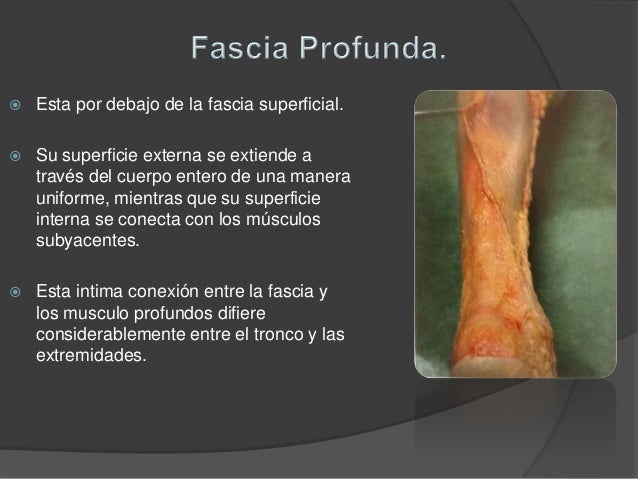 Fascia