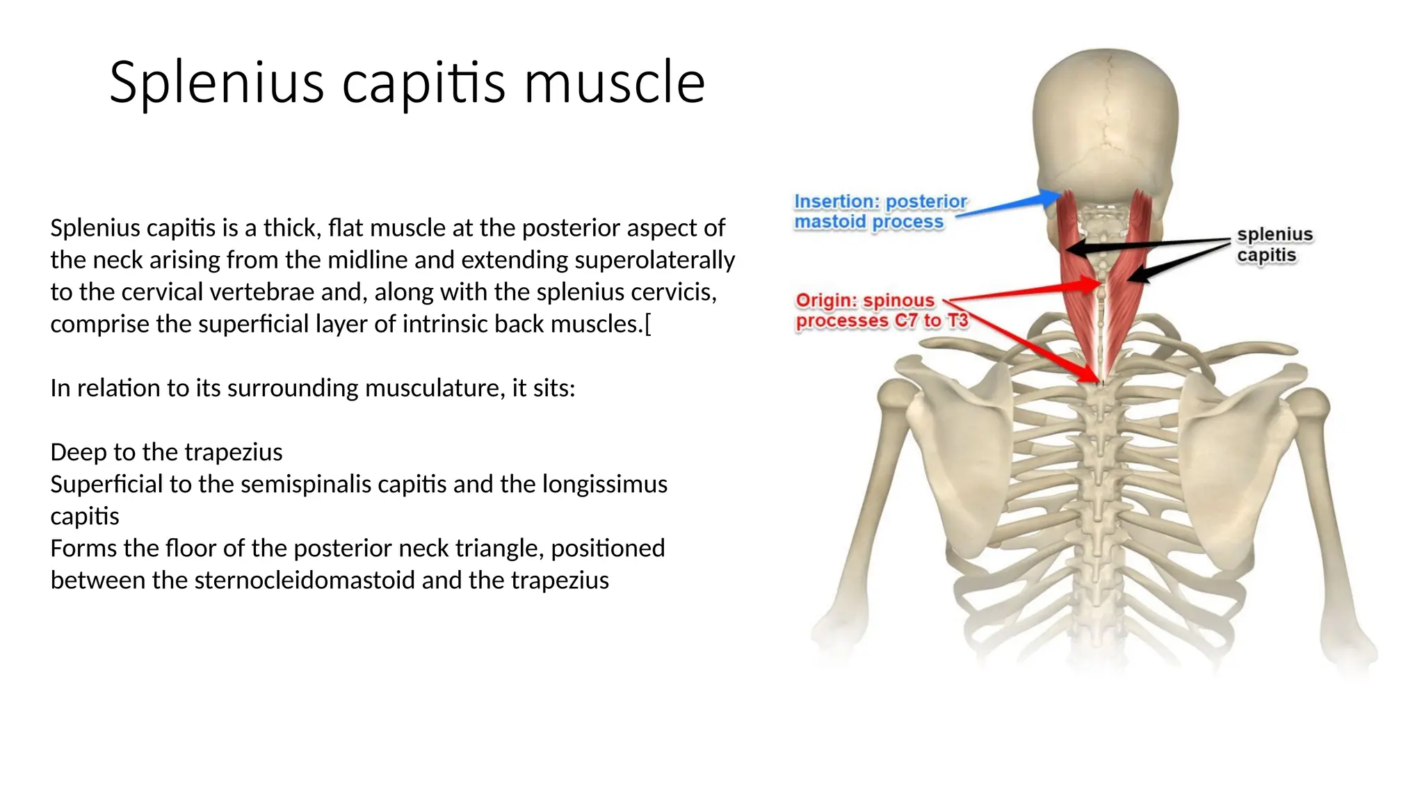 Fascia and muscles of neck sjddkdjkrdjdjjrrjj | PPTX