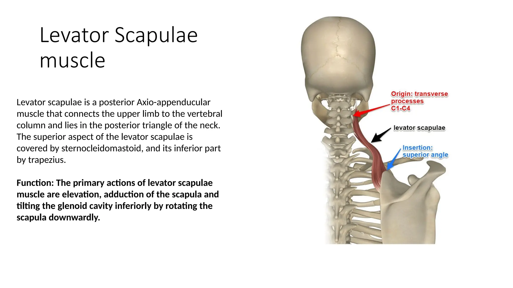 Fascia and muscles of neck sjddkdjkrdjdjjrrjj | PPTX