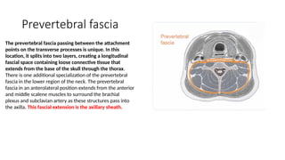 Fascia and muscles of neck sjddkdjkrdjdjjrrjj | PPTX