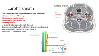 Fascia and muscles of neck sjddkdjkrdjdjjrrjj | PPTX