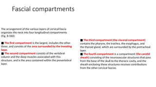 Fascia and muscles of neck sjddkdjkrdjdjjrrjj | PPTX