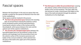 Fascia and muscles of neck sjddkdjkrdjdjjrrjj | PPTX
