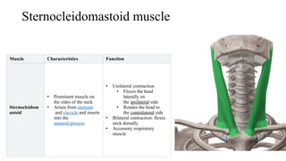 Fascia and muscles of neck sjddkdjkrdjdjjrrjj | PPTX