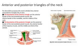 Fascia and muscles of neck sjddkdjkrdjdjjrrjj | PPTX