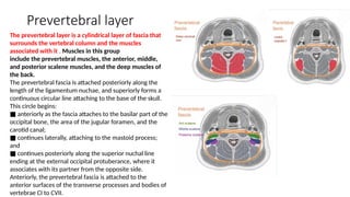 Fascia and muscles of neck sjddkdjkrdjdjjrrjj | PPTX