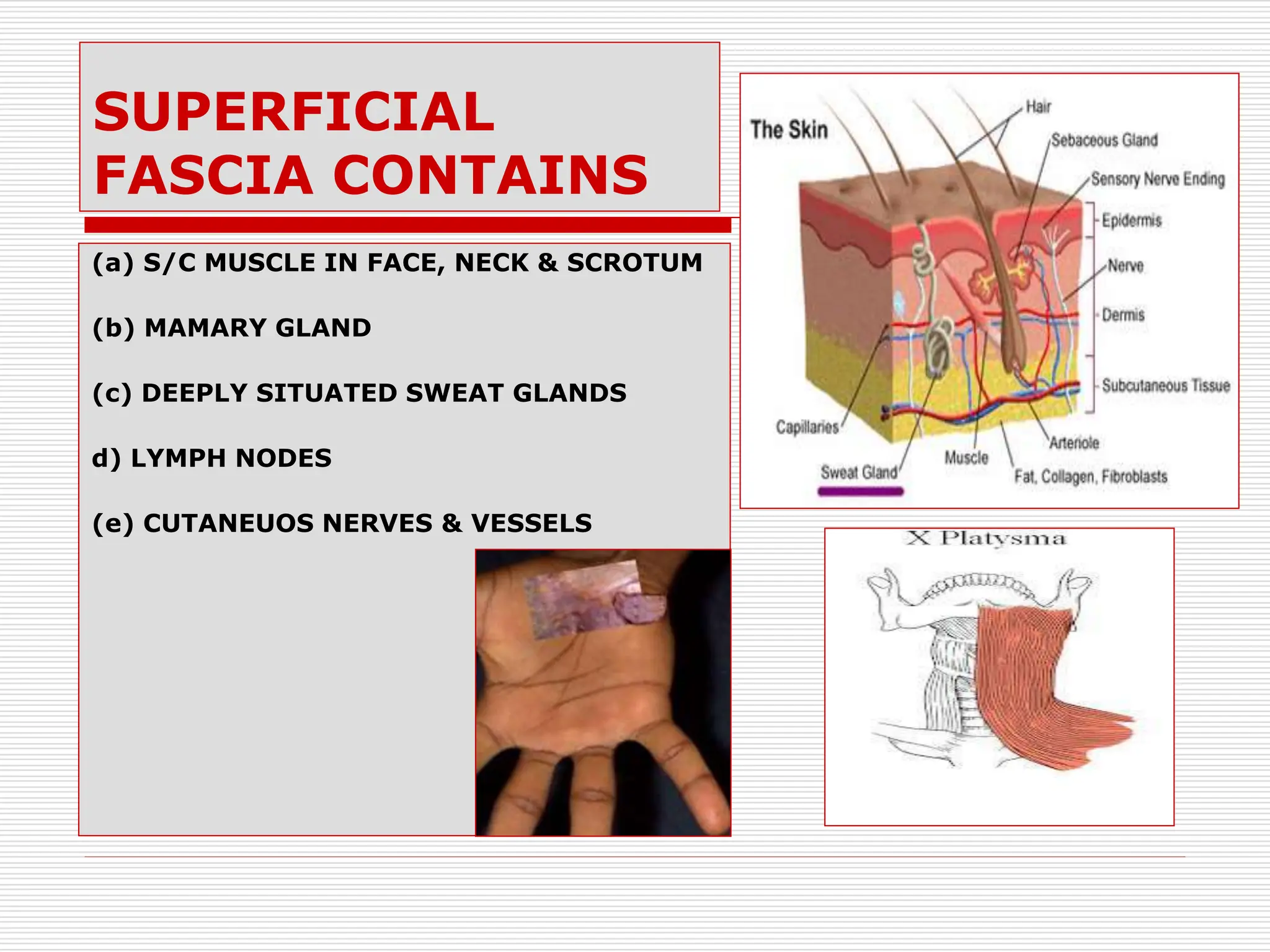 GENERAL ANATOMY OF THE FASCIAE BY DR JAMIL ANWAR | PPT