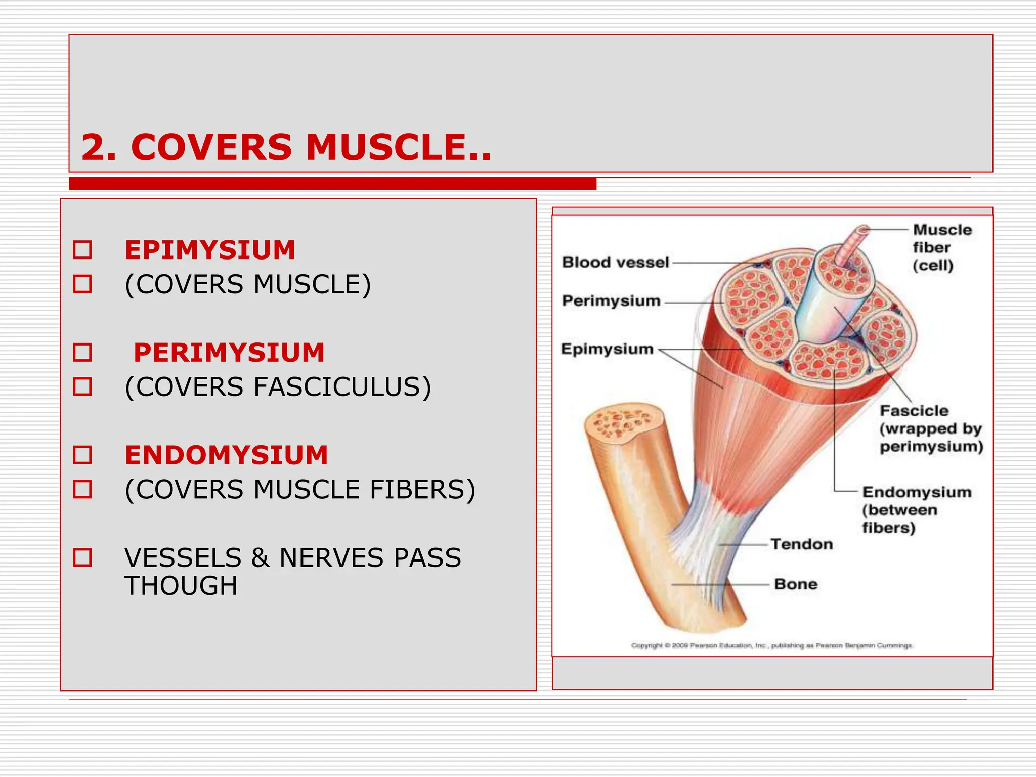 GENERAL ANATOMY OF THE FASCIAE BY DR JAMIL ANWAR | PPT