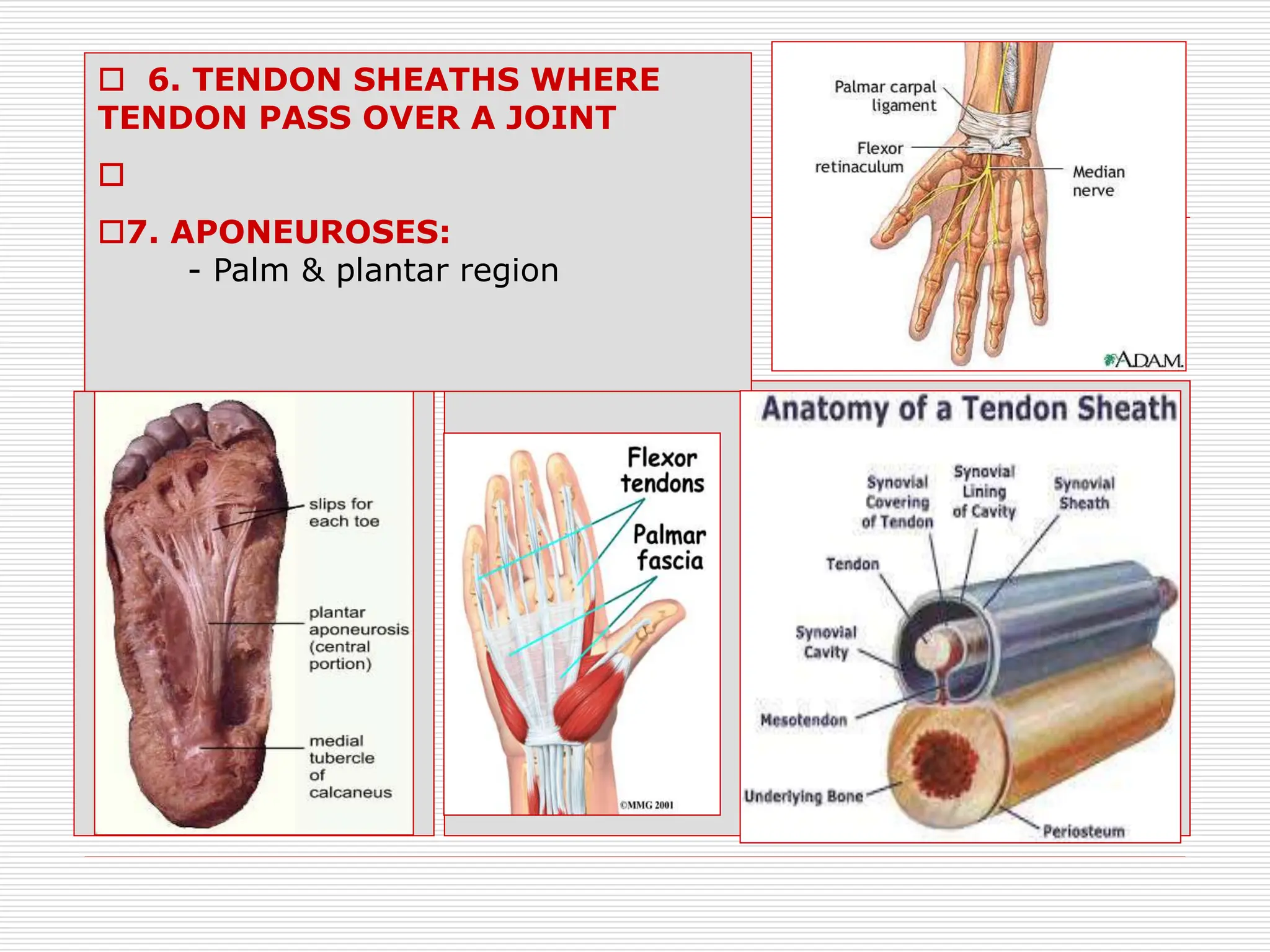 GENERAL ANATOMY OF THE FASCIAE BY DR JAMIL ANWAR | PPT