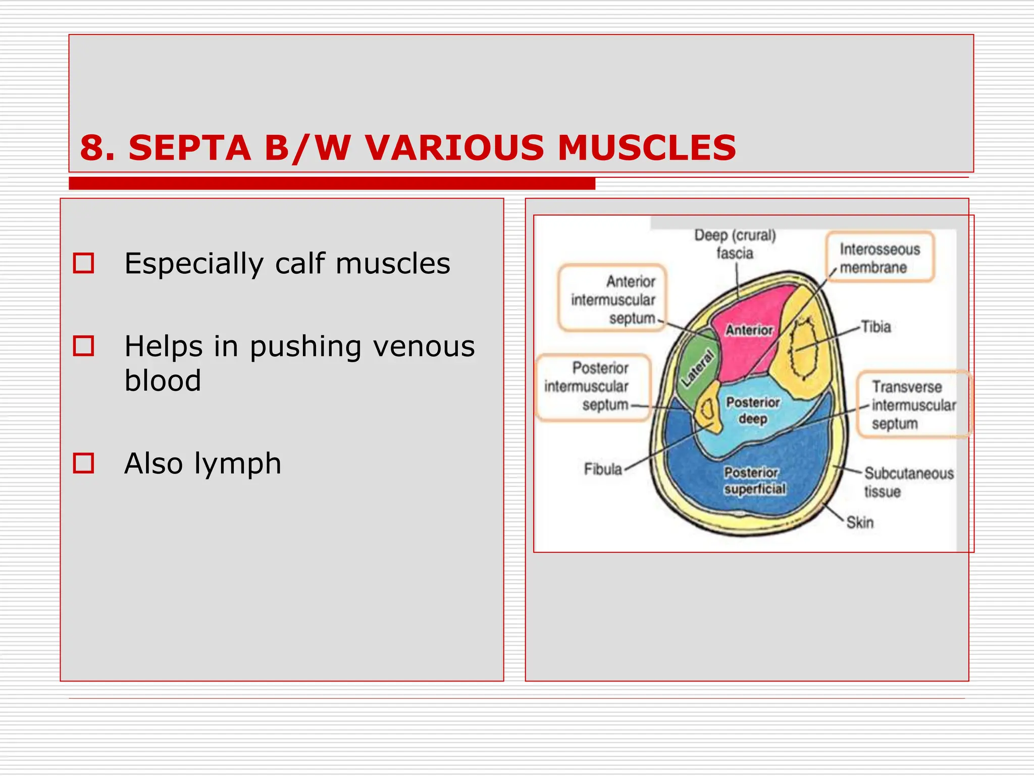 GENERAL ANATOMY OF THE FASCIAE BY DR JAMIL ANWAR | PPT