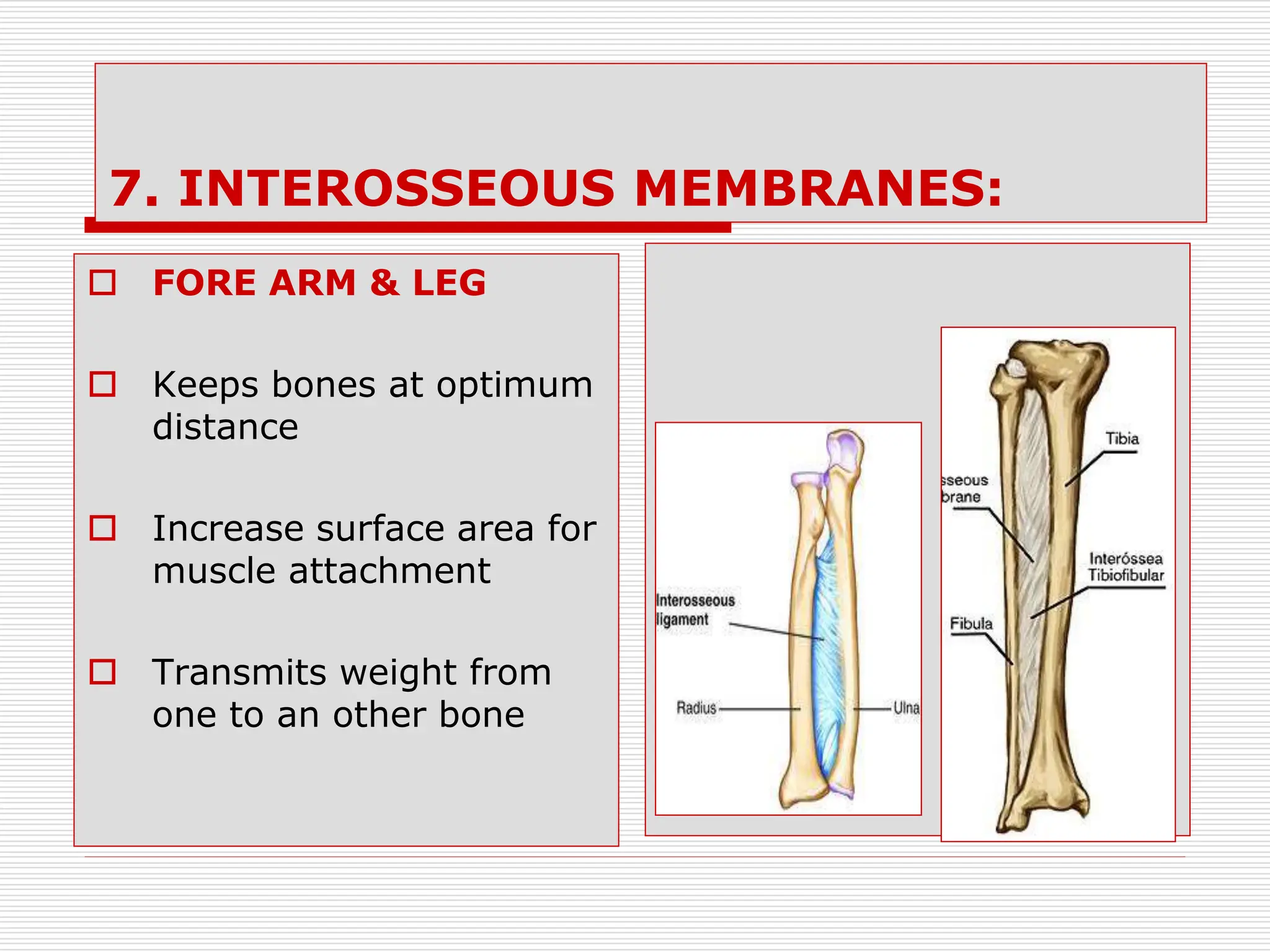 GENERAL ANATOMY OF THE FASCIAE BY DR JAMIL ANWAR | PPT