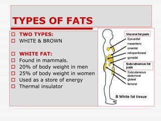 GENERAL ANATOMY OF THE FASCIAE BY DR JAMIL ANWAR | PPT