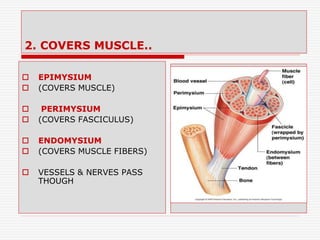 GENERAL ANATOMY OF THE FASCIAE BY DR JAMIL ANWAR | PPT