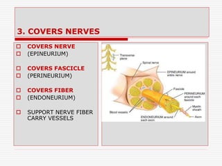 GENERAL ANATOMY OF THE FASCIAE BY DR JAMIL ANWAR | PPT