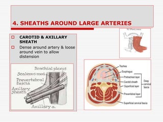 GENERAL ANATOMY OF THE FASCIAE BY DR JAMIL ANWAR | PPT