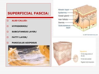 GENERAL ANATOMY OF THE FASCIAE BY DR JAMIL ANWAR | PPT