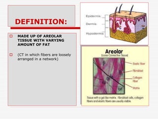 GENERAL ANATOMY OF THE FASCIAE BY DR JAMIL ANWAR | PPT