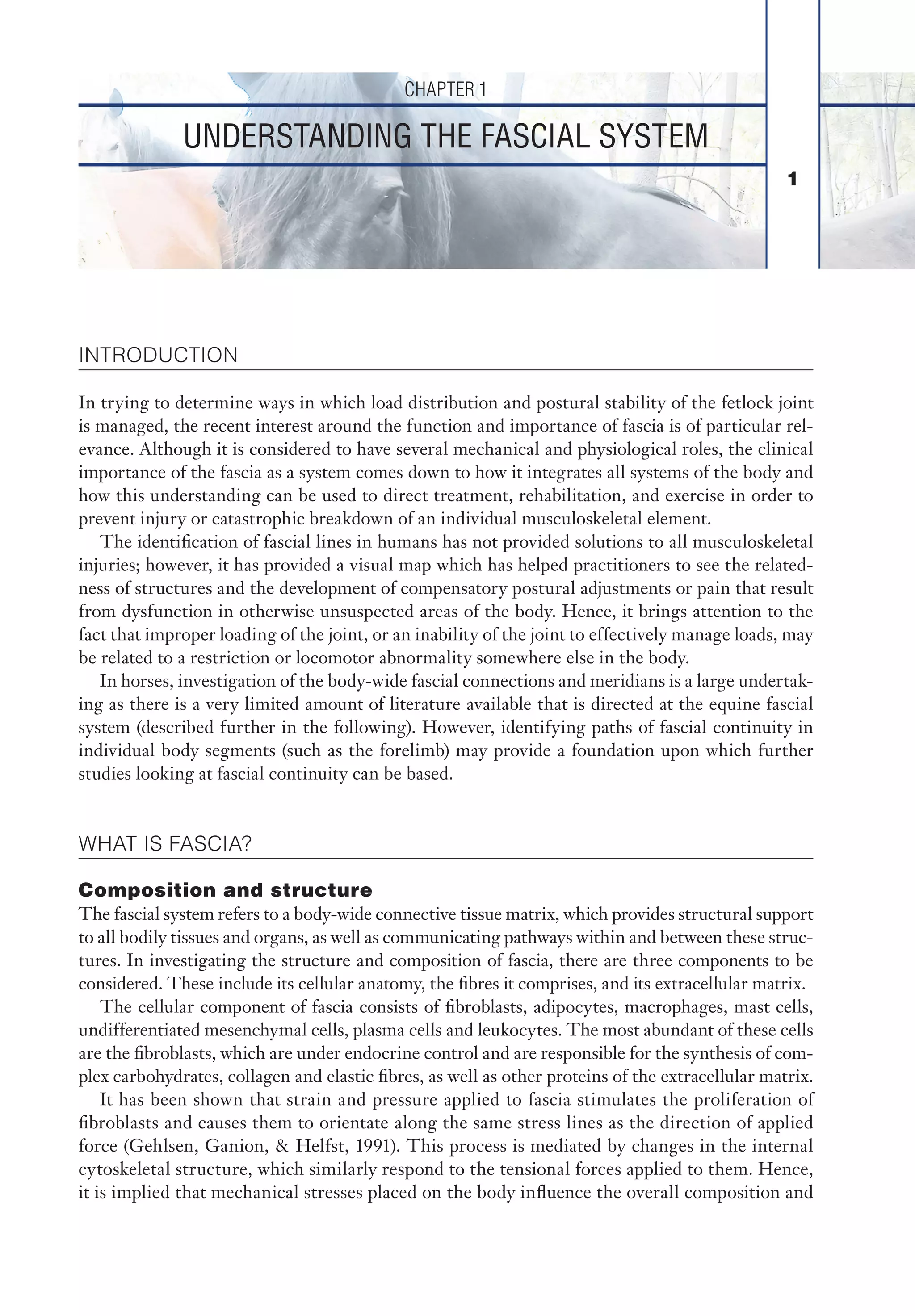 Fascial anatomy-of-the-equine-forelimb | PDF