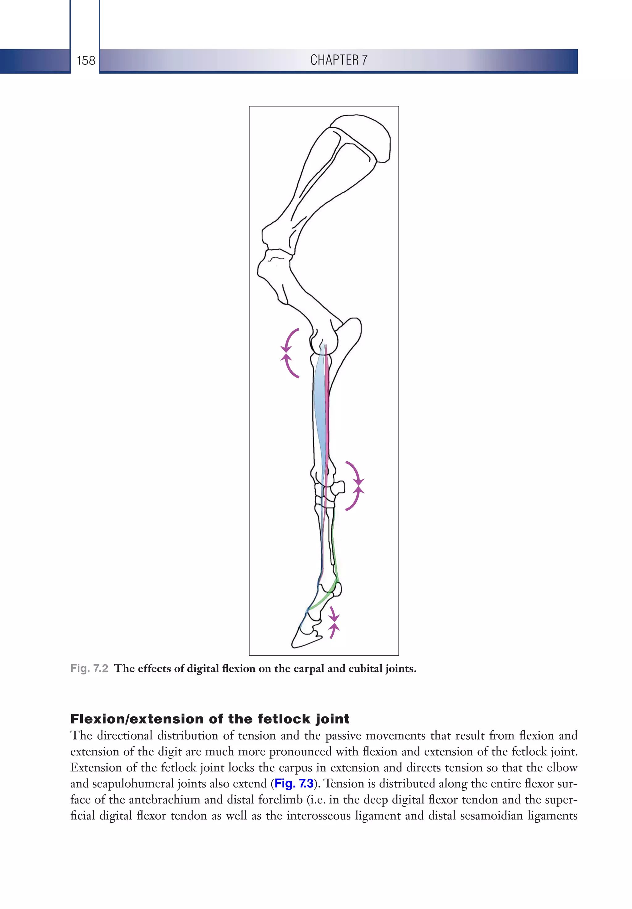 Fascial anatomy-of-the-equine-forelimb | PDF