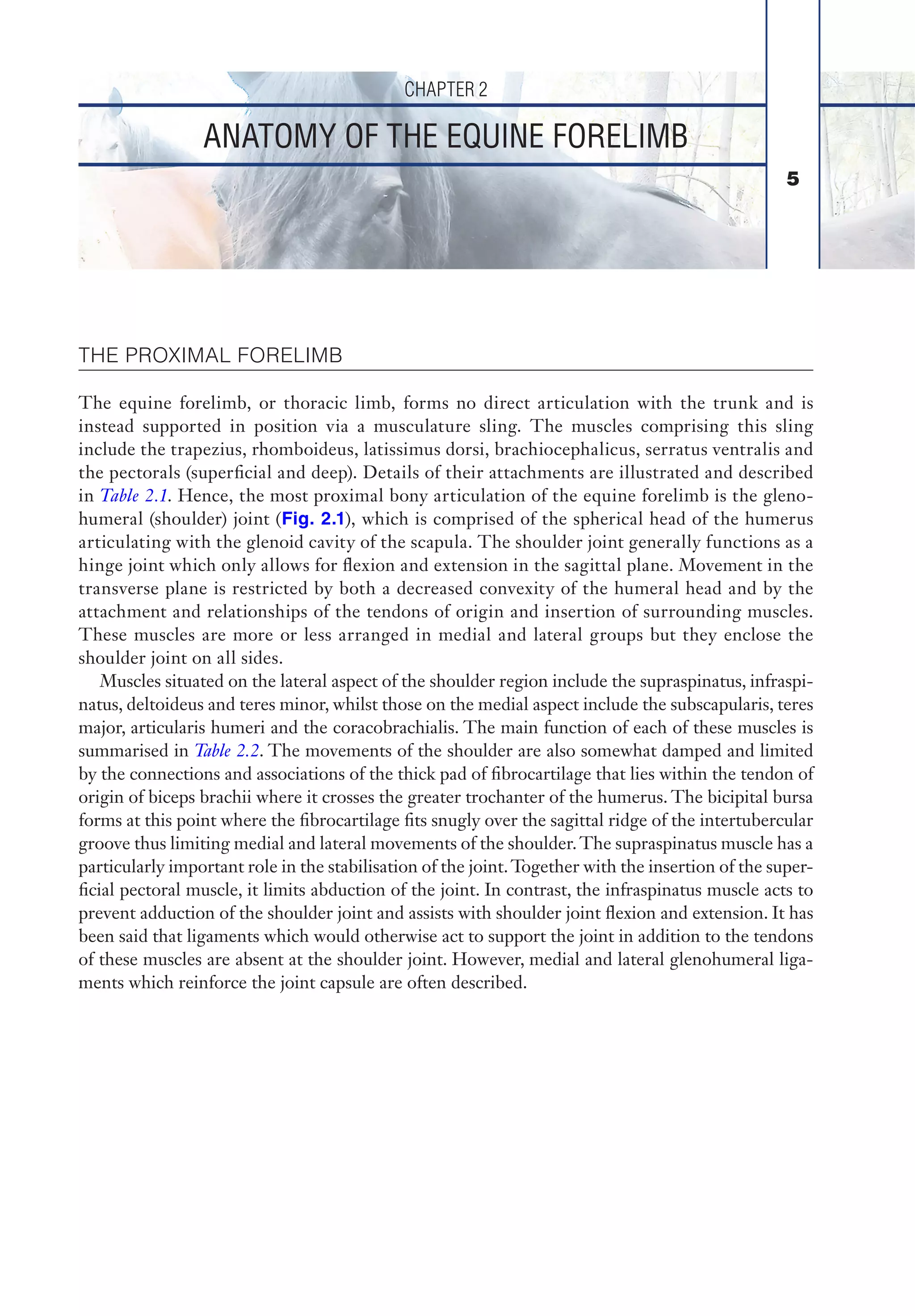 Fascial anatomy-of-the-equine-forelimb | PDF