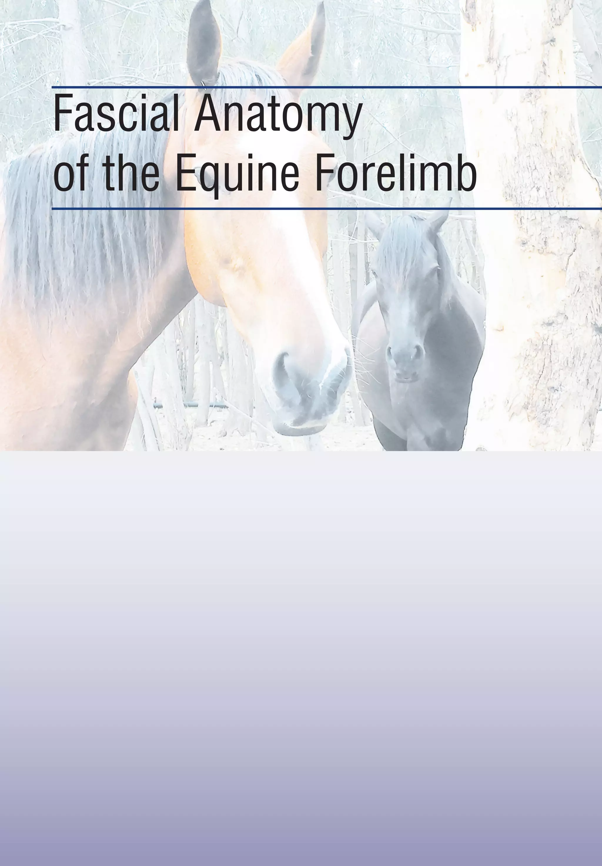 Fascial anatomy-of-the-equine-forelimb | PDF