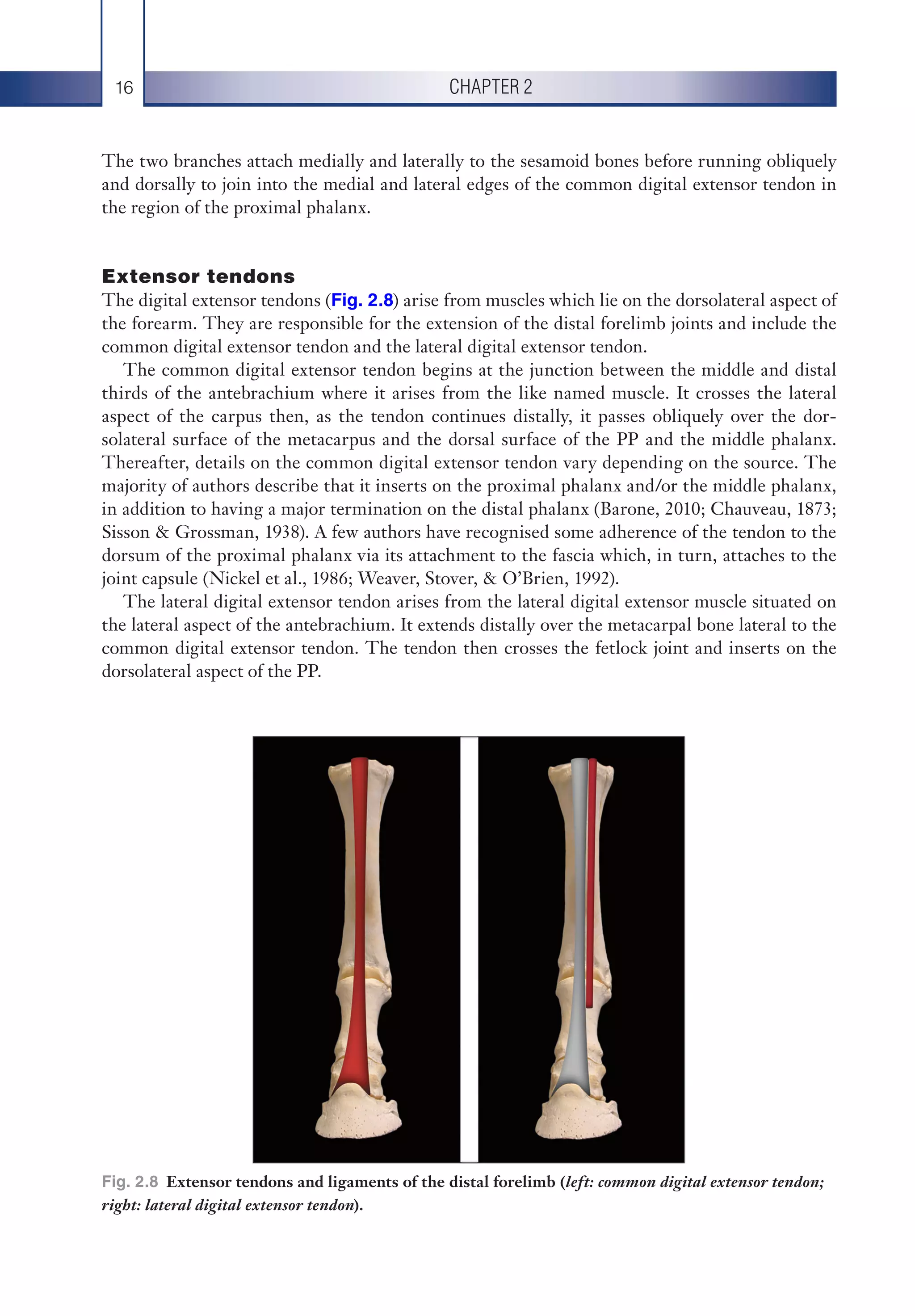 Fascial anatomy-of-the-equine-forelimb | PDF