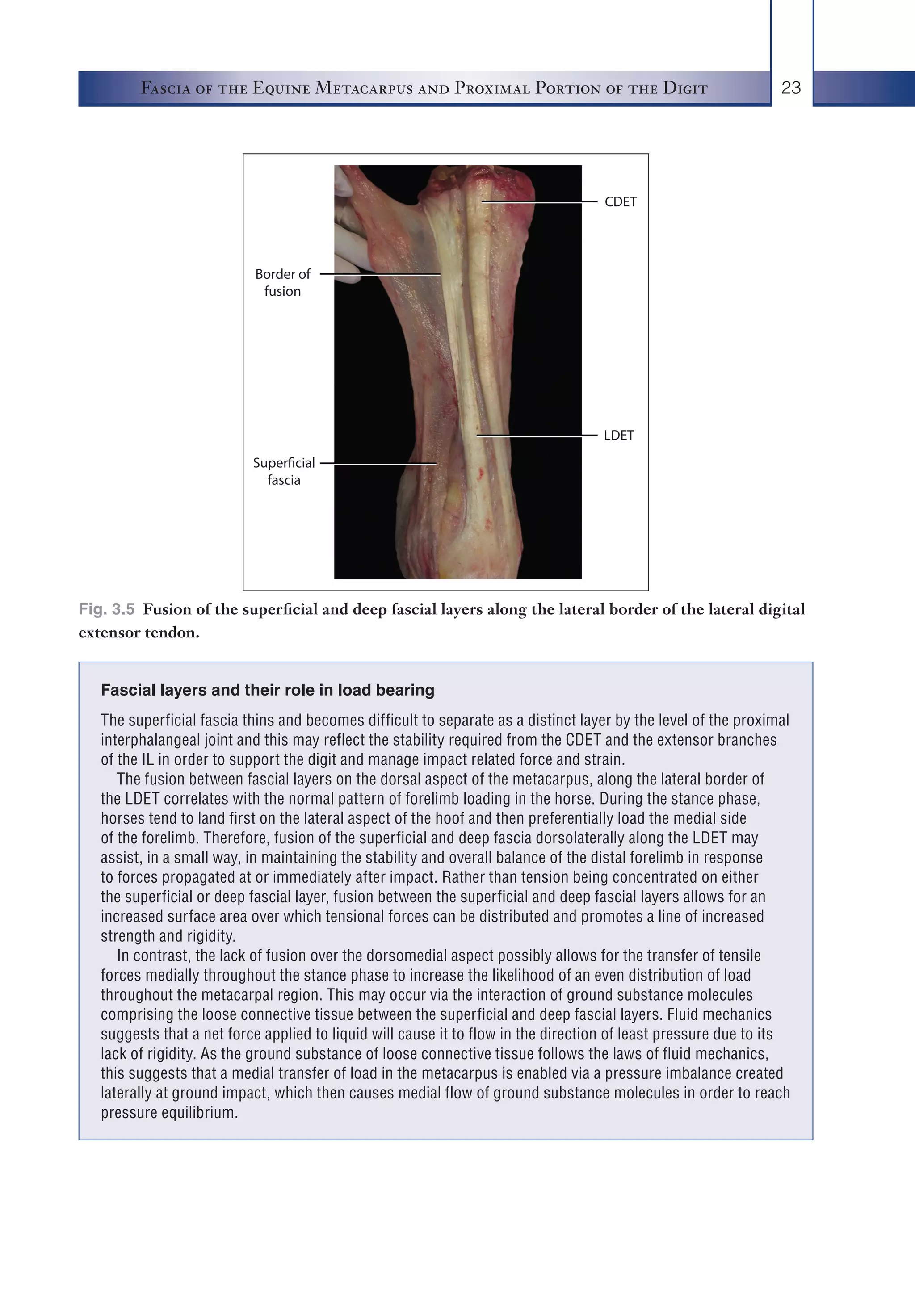 Fascial anatomy-of-the-equine-forelimb | PDF