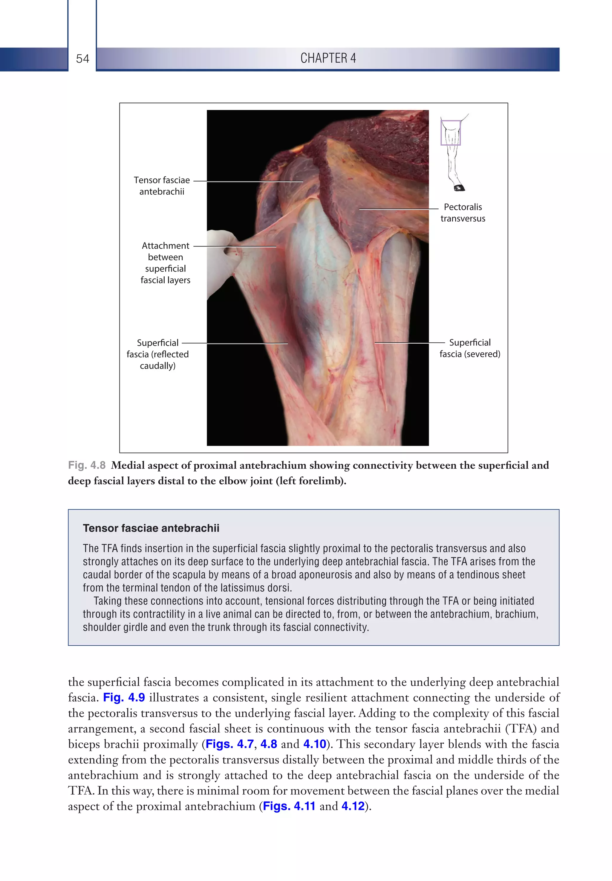 Fascial anatomy-of-the-equine-forelimb | PDF