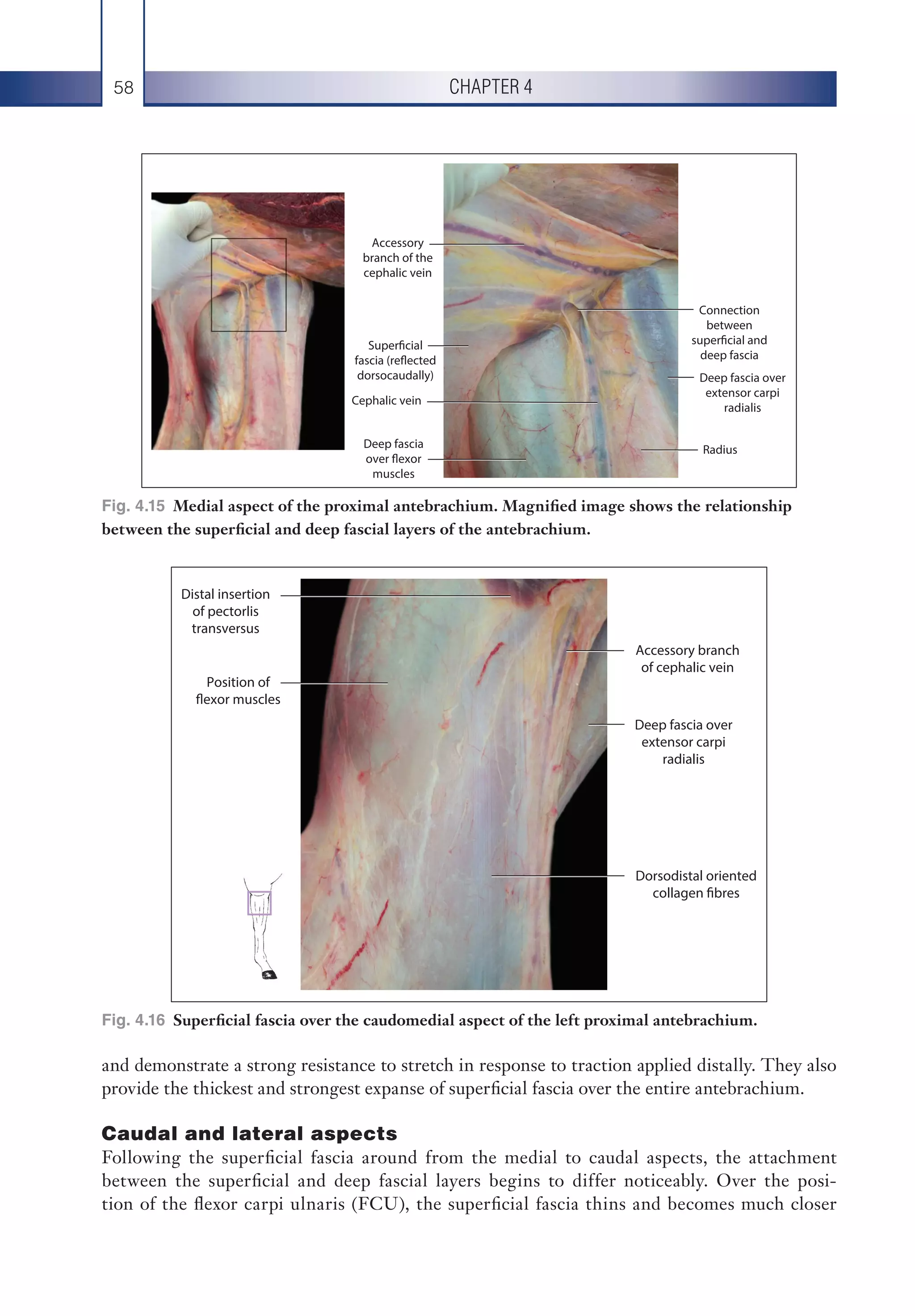 Fascial anatomy-of-the-equine-forelimb | PDF