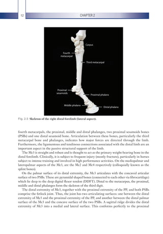 Fascial anatomy-of-the-equine-forelimb | PDF