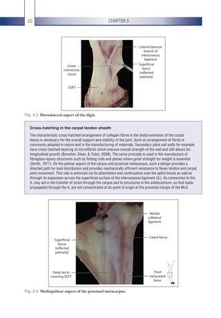 Fascial anatomy-of-the-equine-forelimb | PDF