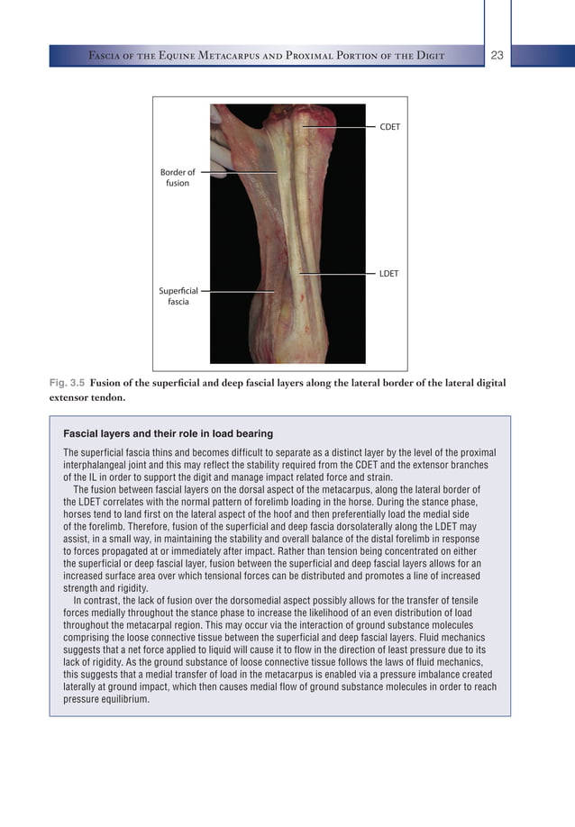 Fascial anatomy-of-the-equine-forelimb | PDF