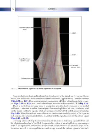 Fascial anatomy-of-the-equine-forelimb | PDF