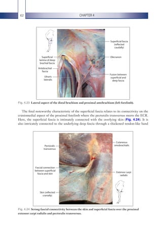 Fascial anatomy-of-the-equine-forelimb | PDF