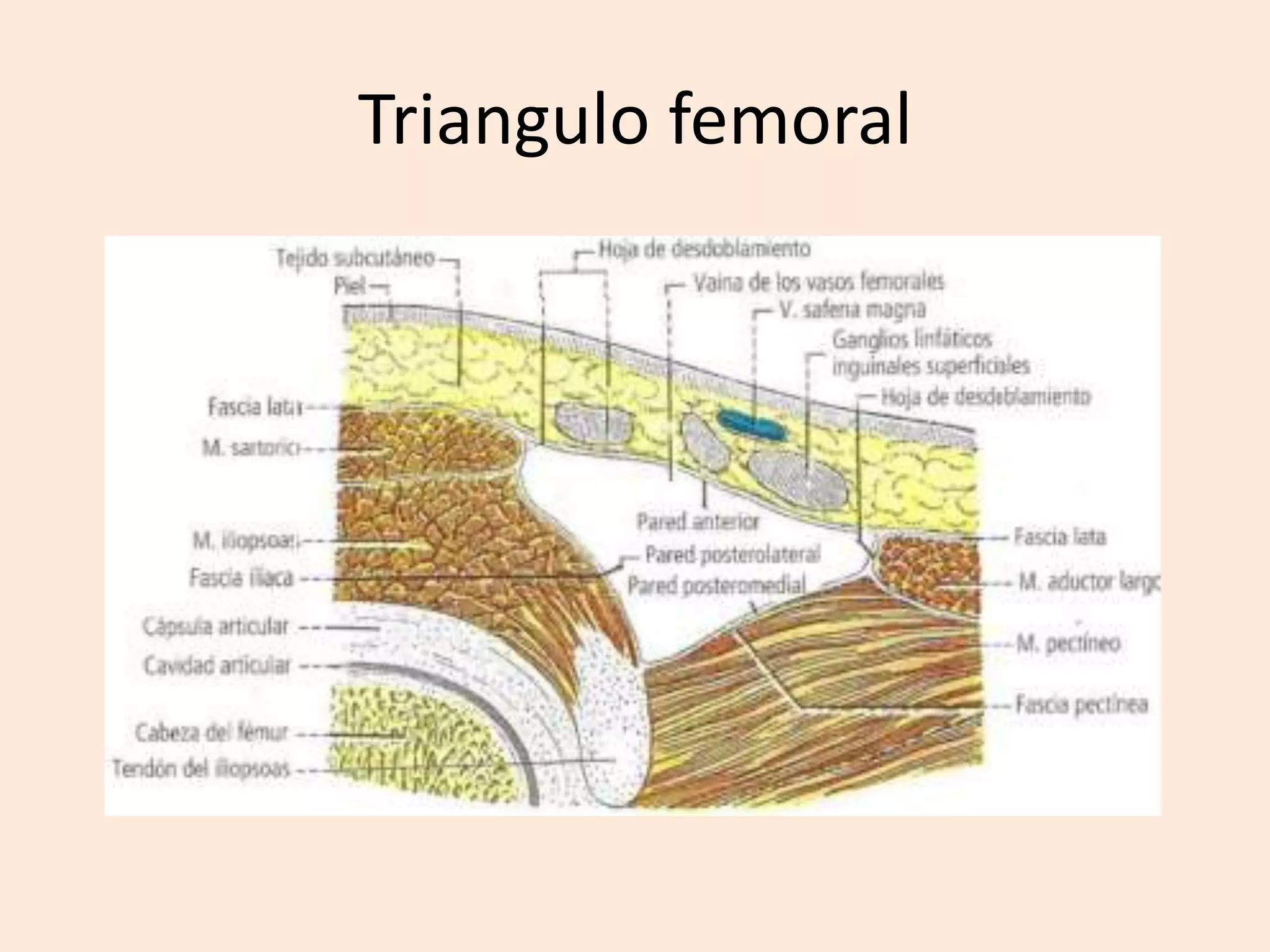 Fascia lata | PPTX