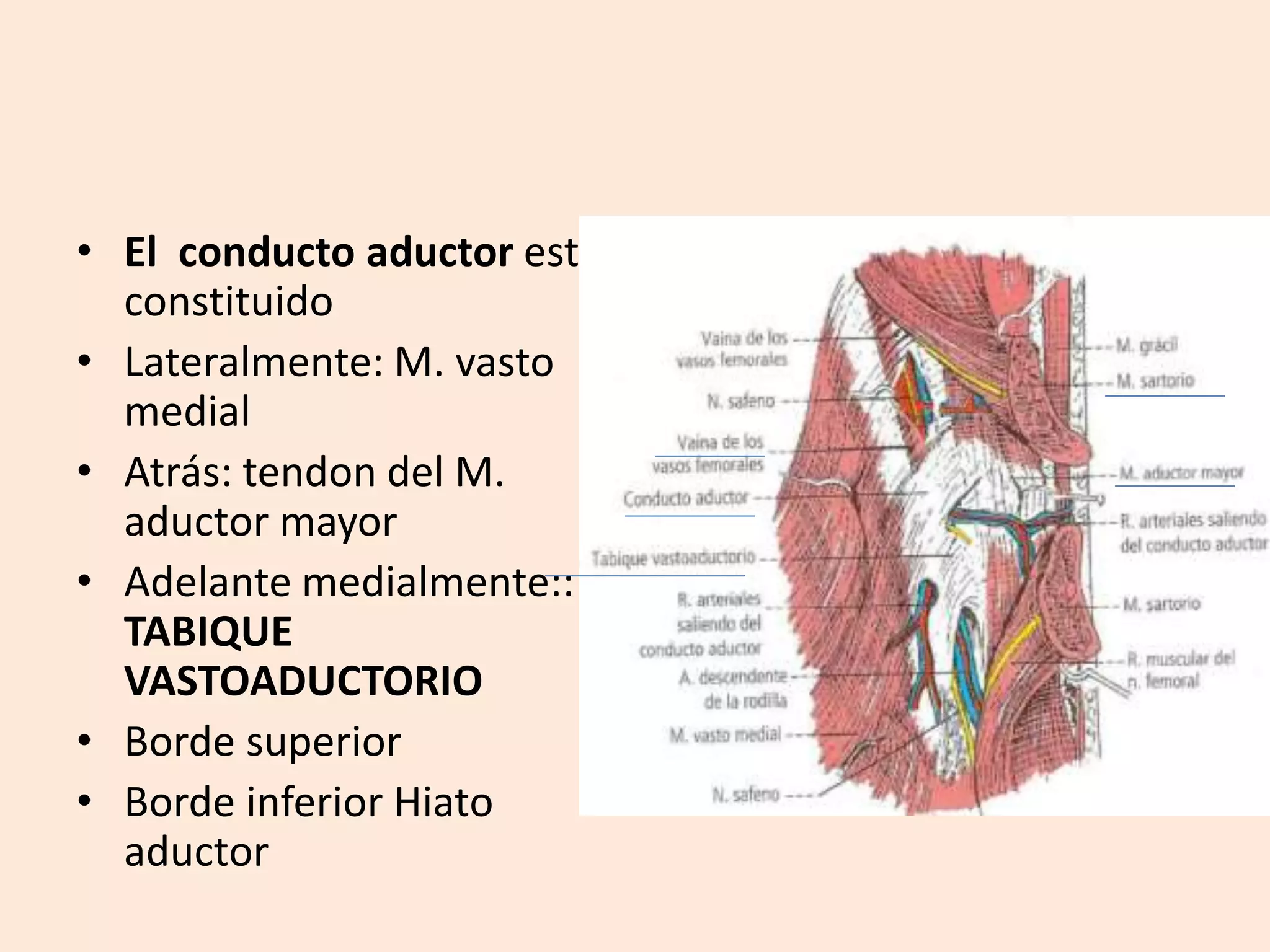 Fascia lata | PPTX