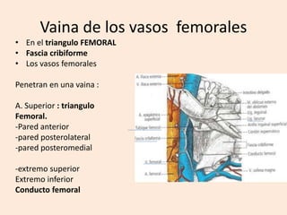 Fascia lata | PPTX
