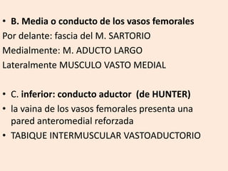 Fascia lata | PPTX