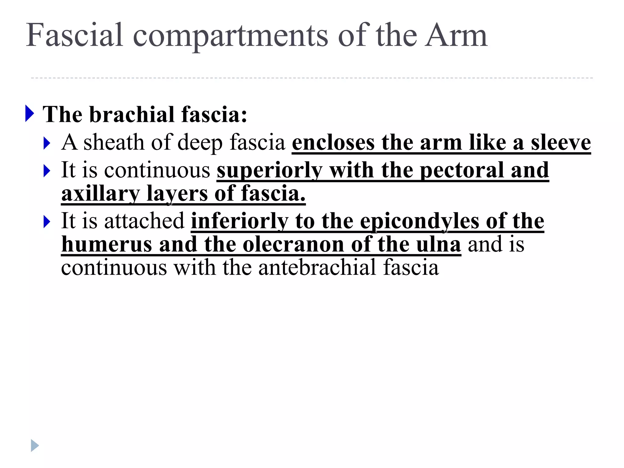 Fascial compartments of arm | PPTX
