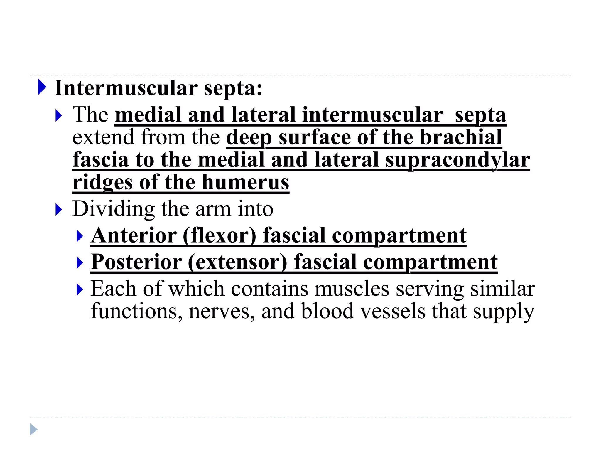 Fascial compartments of arm | PPTX