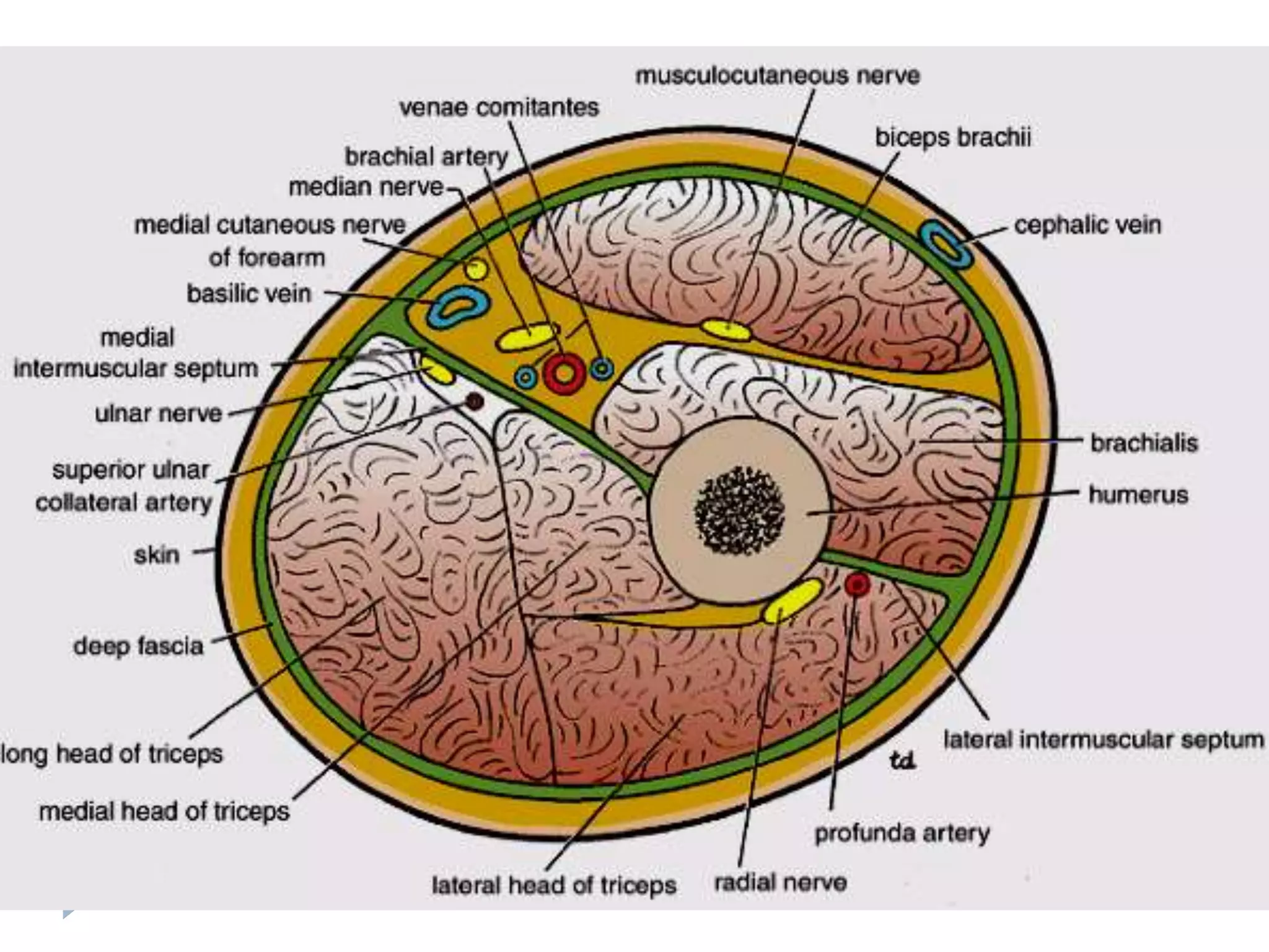 Fascial compartments of arm | PPTX